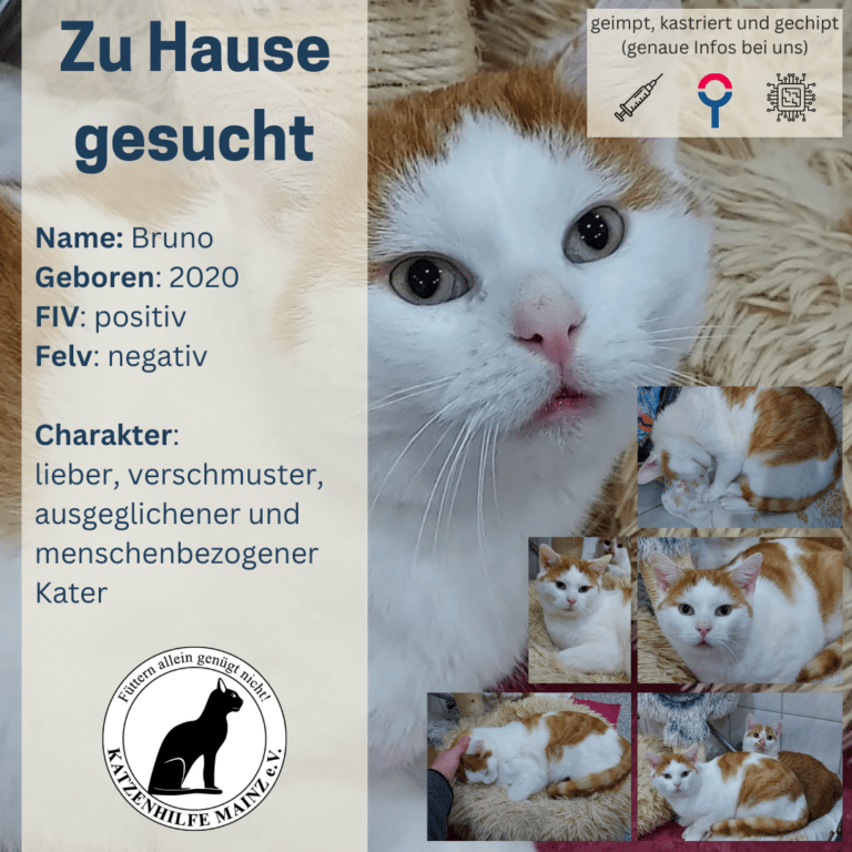 Zu vermitteln - Katzenhilfe Mainz e.V.