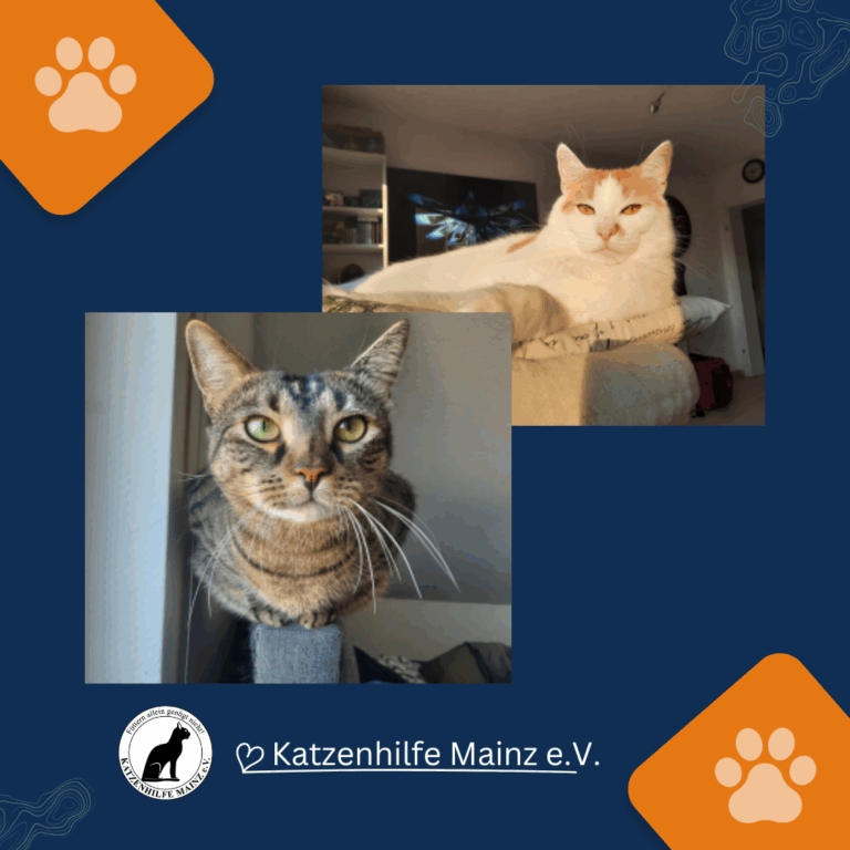 Katzenhhle Fr 2 Katzen